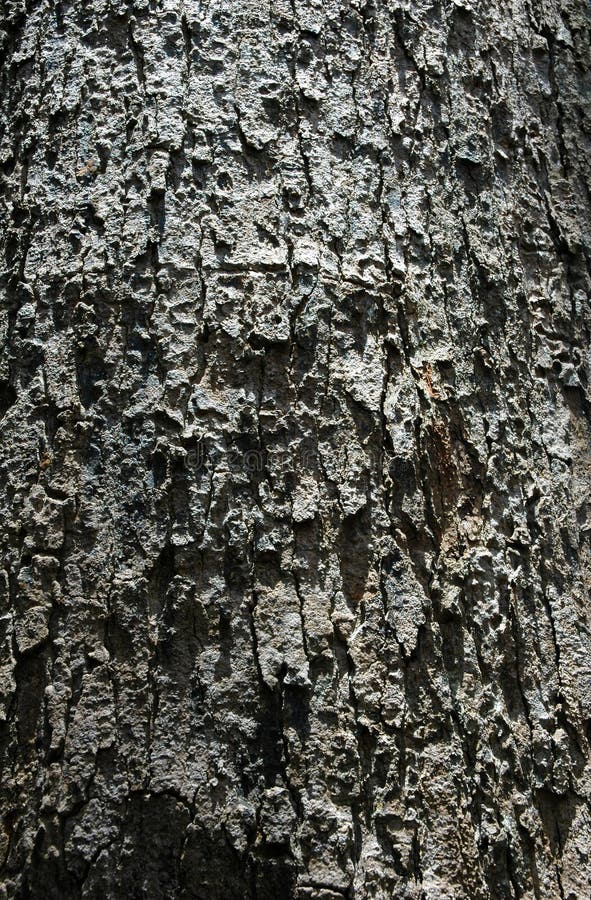 Tree Bark Texture Picture. Image: 2767212