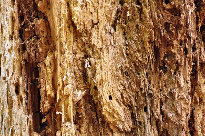 814 Inside Bark Detail Stock Photos - Free & Royalty-Free Stock Photos ...