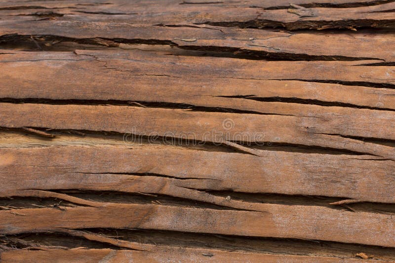 Rotting Tree Stump Detail stock photo. Image of forest - 290244