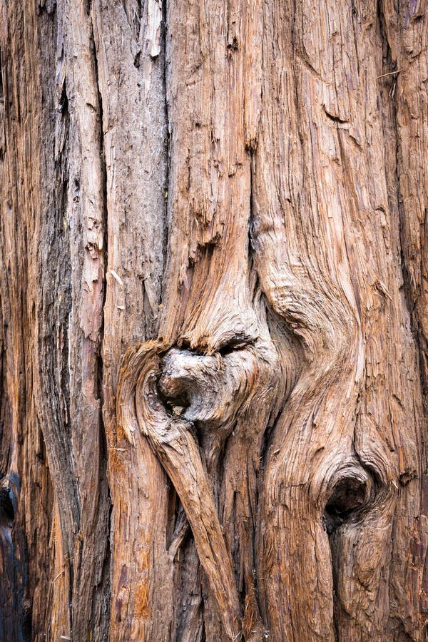 Tree Bark Texture stock photo. Image of knots, tree, trunk - 29566298