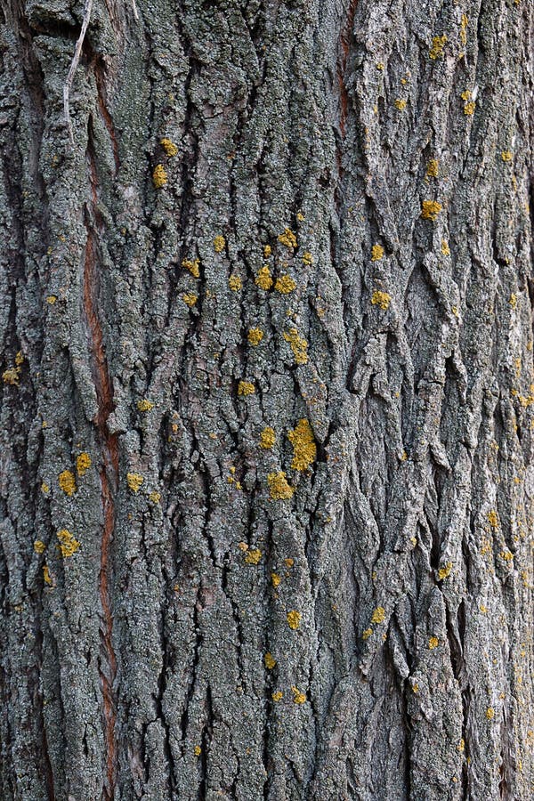 Tree Bark Texture, Abstract Background Stock Image - Image of macro ...