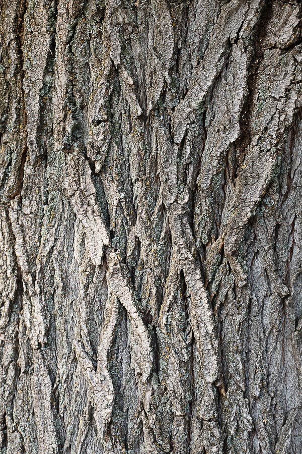 Tree Bark Texture, Abstract Background Stock Image - Image of rough ...
