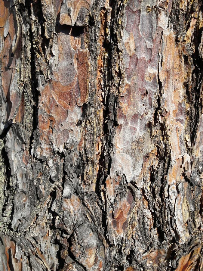 The Texture Background Tree Bark Pine Stock Image - Image of pine, wood ...