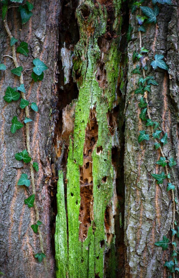 Tree Bark Texture Background. Tree Bark Texture Background. Tree Bark ...