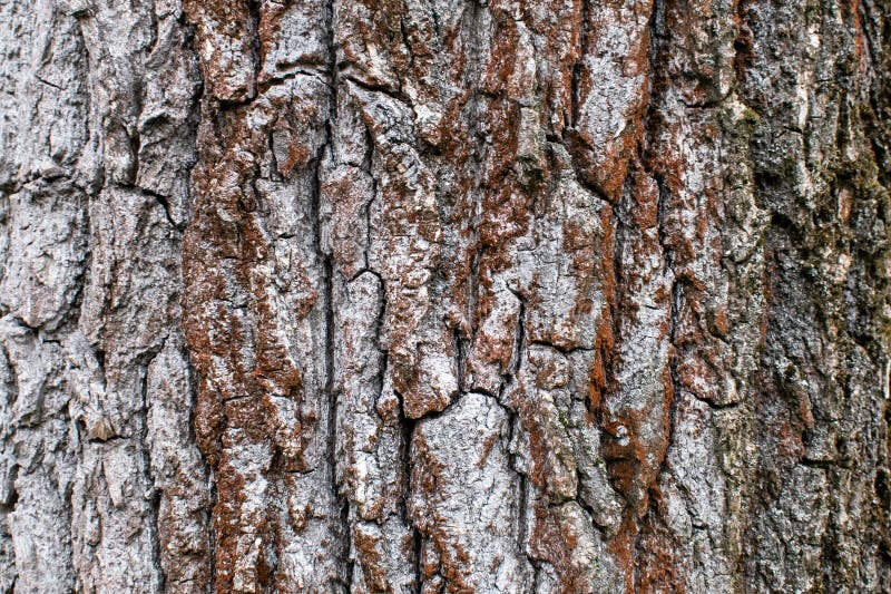 Tree Bark Texture Background Rough Detail Pattern Surface Wood Trunk ...