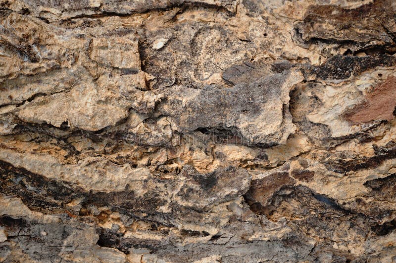 Tree Bark Texture Background Stock Photo - Image of trunk, timber: 35661598