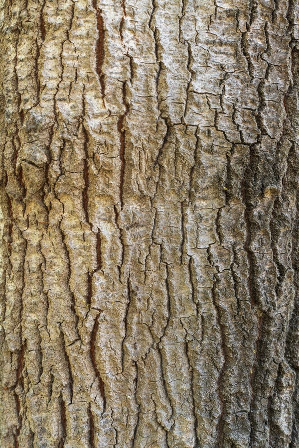 Tree Bark Texture for Graphic Resource Stock Photo - Image of textured ...