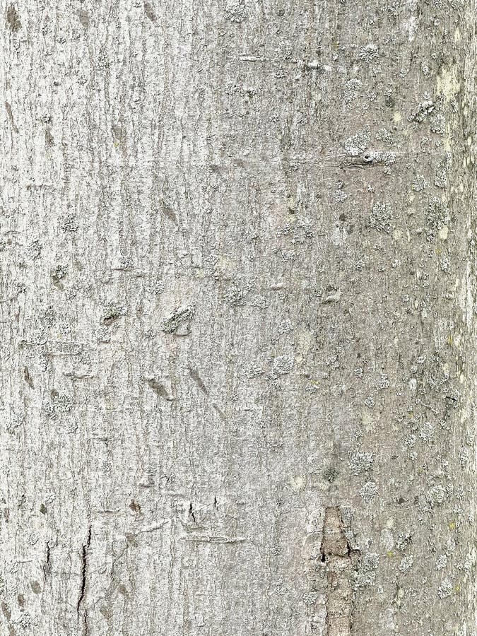 Tree Bark Texture Background. Light Wood Bark. Stock Photo - Image of ...