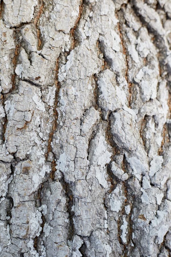 Tree Bark Tree Texture Background Pattern, Close-up Stock Image - Image ...