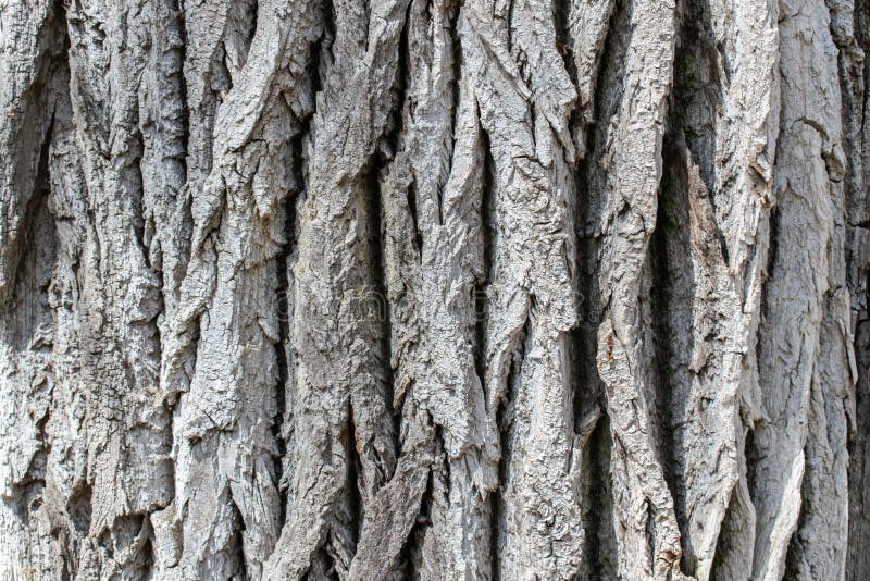 Tree Bark Texture Background Rough Detail Pattern Surface Wood Trunk ...