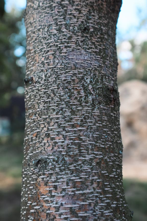 Tree Bark Bark Texture, Background. Tree Trunk. Tree Bark Pattern Stock ...