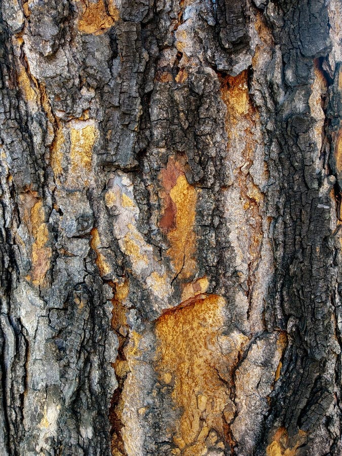 Tree Bark Texture Background. for Wallpaper Stock Image - Image of skin ...