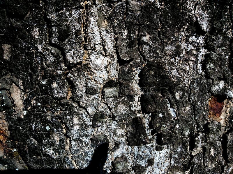Tree Bark Texture Background. for Wallpaper Stock Photo - Image of bark ...