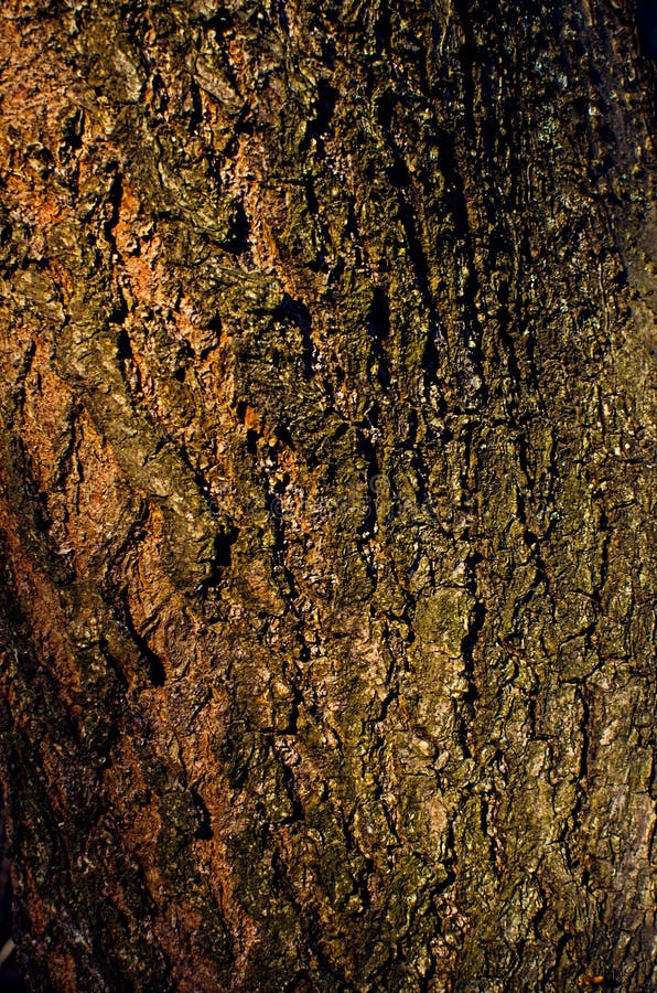 Tree Bark Texture for Background or Wallpaper Stock Image - Image of ...