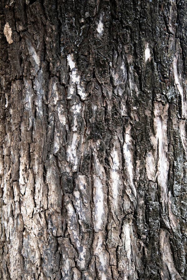 Tree Bark Texture Background for Wallpaper with Seamless Pattern Stock ...