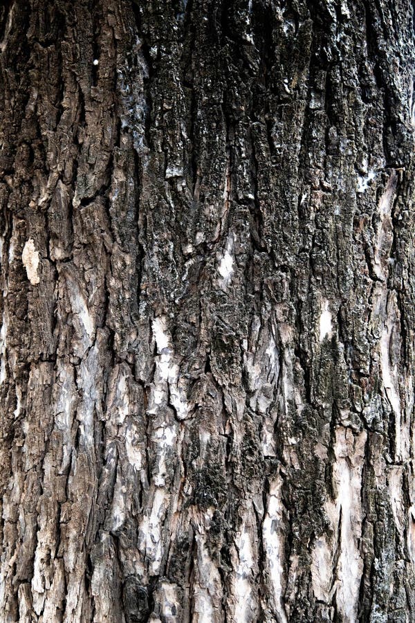 Tree Bark Textures Background