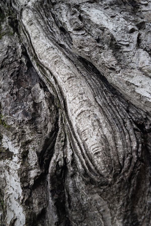 Tree Bark. Texture of the Bark. Wooden Background Stock Image - Image ...