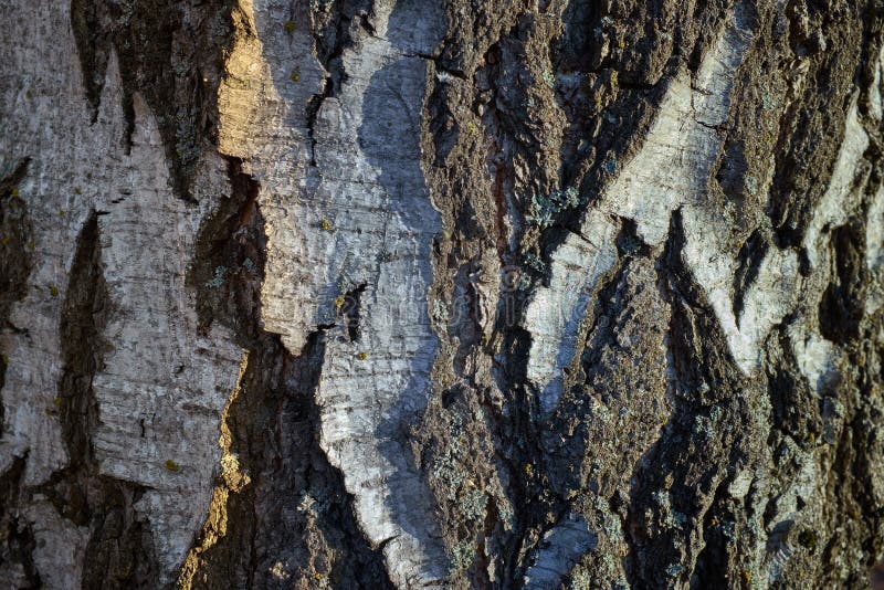 White Tree Bark Texture on a Birch Tree Stock Image - Image of bark ...