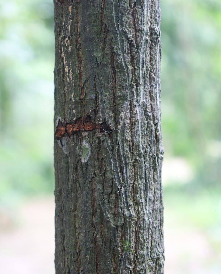 Tree Bark Texture. the Body of the Tree Stock Image - Image of natural ...