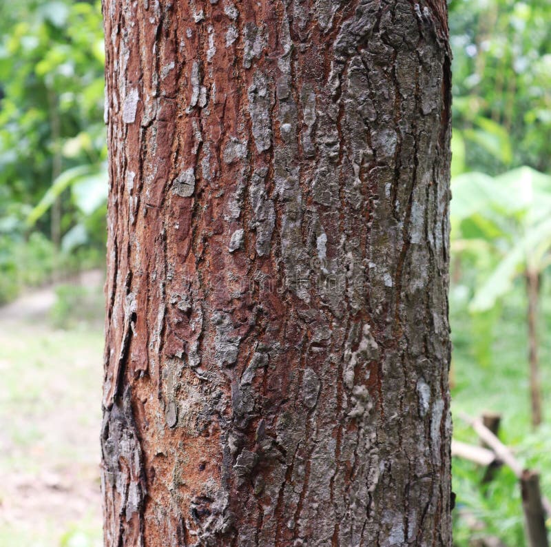 Tree Bark Texture. the Body of the Tree Stock Photo - Image of trunk ...