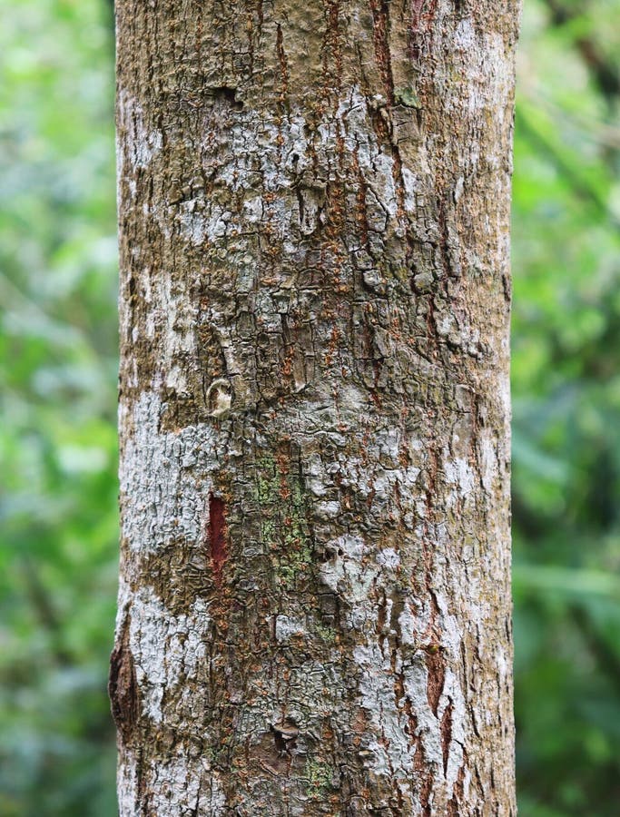 Tree Bark Texture. the Body of the Tree Stock Photo - Image of tree ...