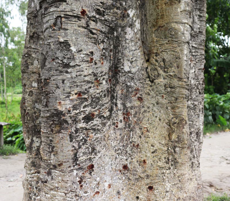 Tree Bark Texture. the Body of the Tree Stock Image - Image of closeup ...