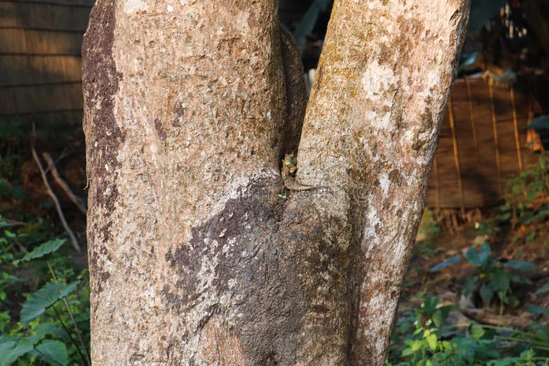 Tree Bark Texture. the Body of the Tree Stock Photo - Image of ...