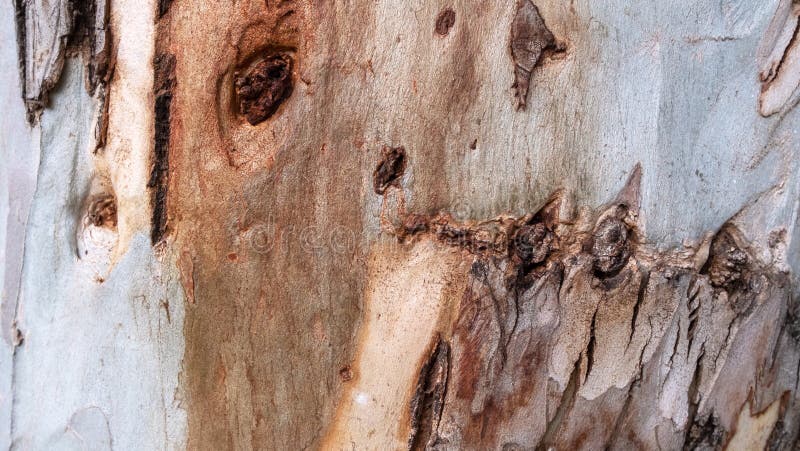 Tree Bark Texture. the Body of the Tree Stock Photo - Image of ...
