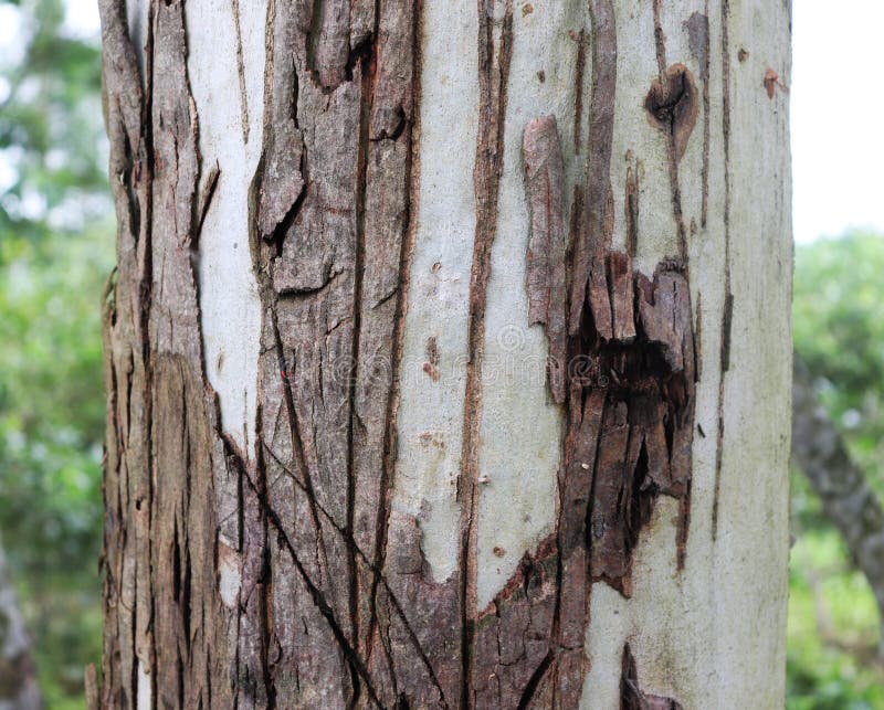 Tree Bark Texture. the Body of the Tree Stock Photo - Image of nature ...