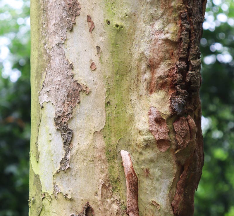 Tree Bark Texture. the Body of the Tree Stock Photo - Image of body ...