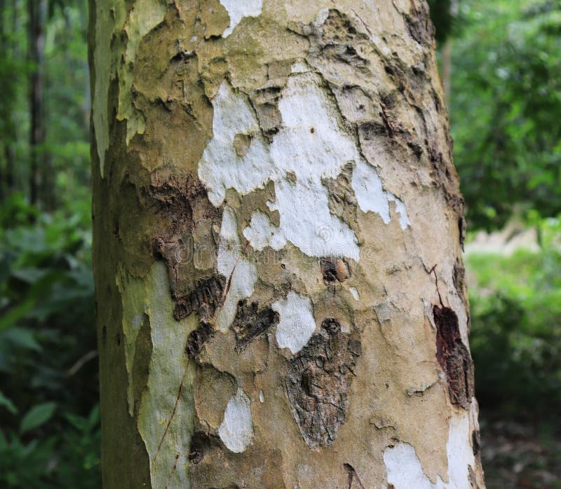 Tree Bark Texture. the Body of the Tree Stock Photo - Image of ...