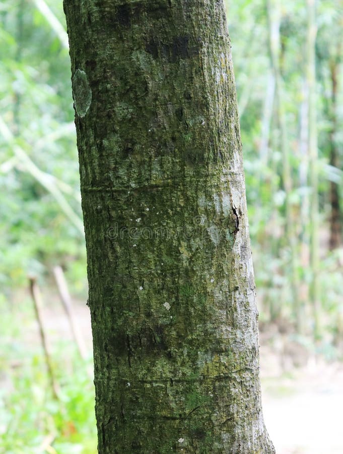 Tree Bark Texture. the Body of the Tree Stock Photo - Image of natural ...