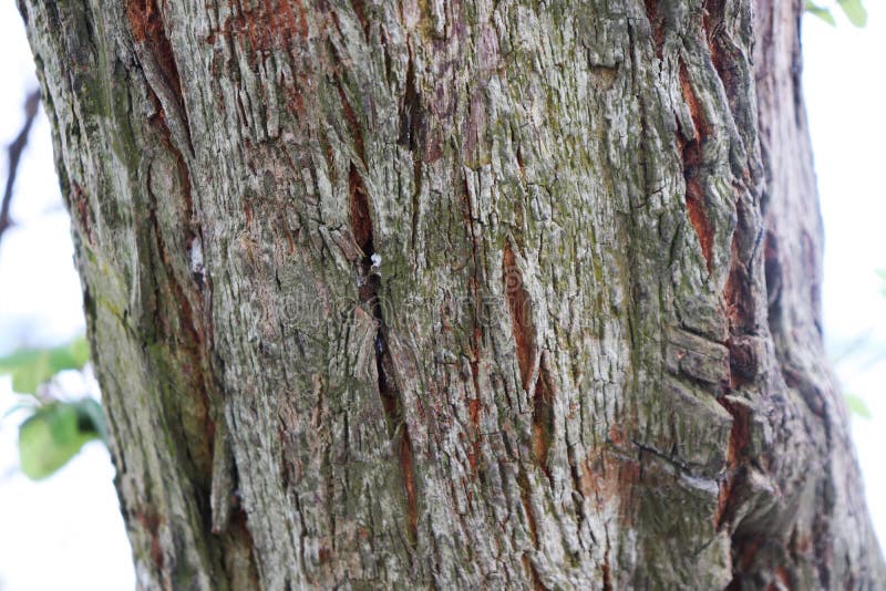Tree Bark Texture. the Body of the Tree Stock Photo - Image of outdoor ...