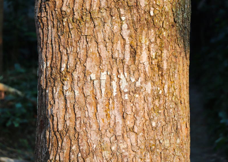 Tree Bark Texture. the Body of the Tree Stock Image - Image of brown ...