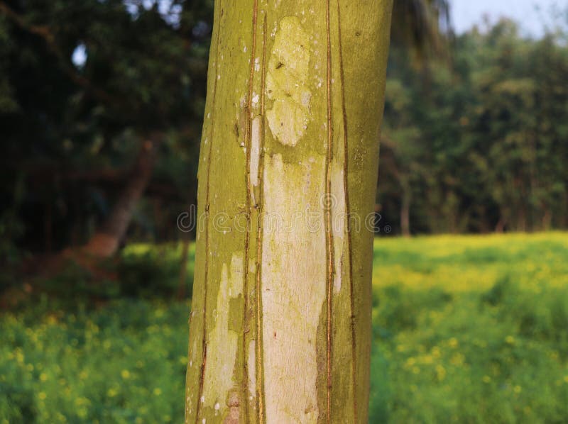 Tree Bark Texture. the Body of the Tree Stock Photo - Image of outdoor ...