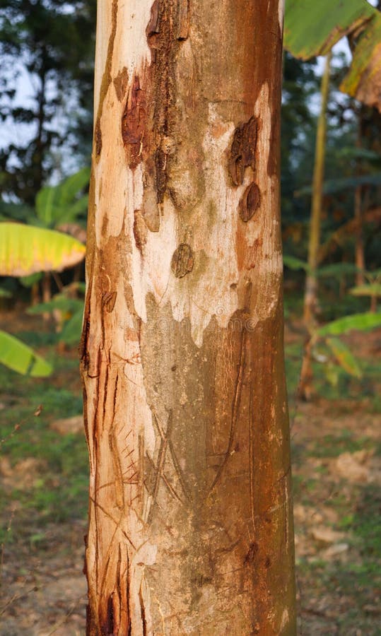 Tree Bark Texture. the Body of the Tree Stock Image - Image of brown ...