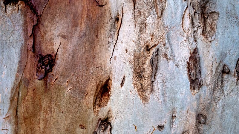 Tree Bark Texture. the Body of the Tree Stock Photo - Image of ...