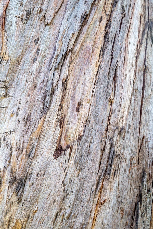 Tree Bark Texture. the Body of the Tree Stock Image - Image of bark ...