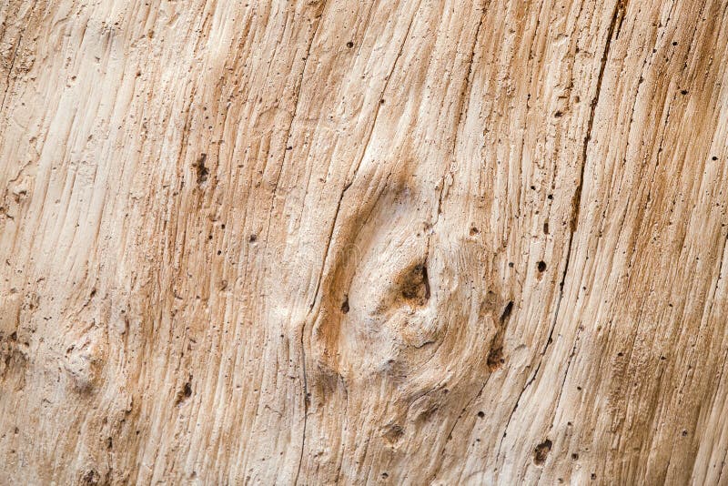 Tree without Bark Texture. Bright Beautiful Wood Texture Stock Image ...