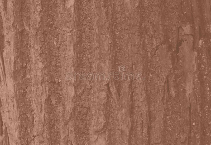 Tree Bark Texture Brown Color. Tree Bark Texture Full Frame in Nature ...