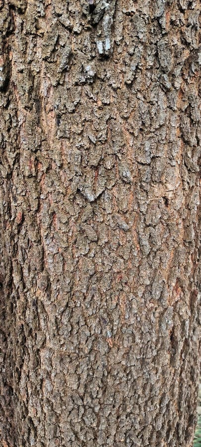 Tree Bark Texture with Brown Markings Like Scales. Abstract Background ...