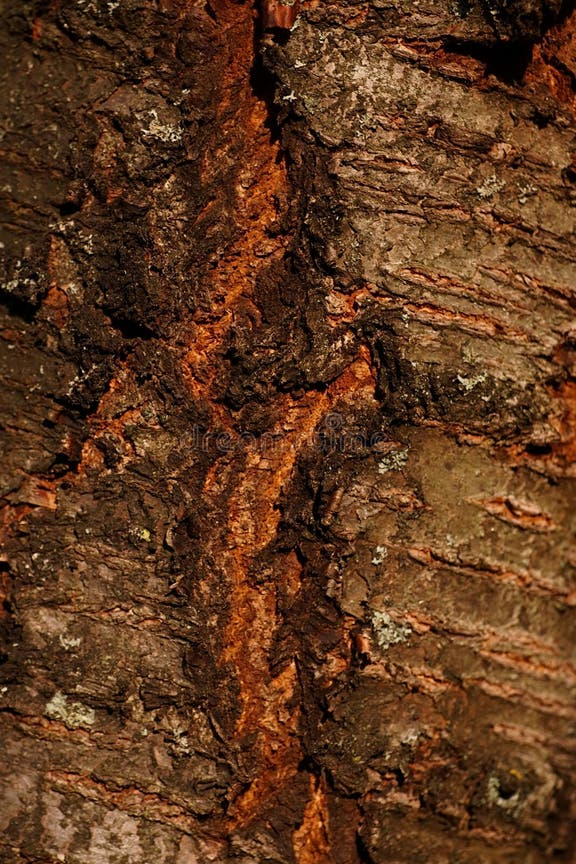 Tree Bark Texture Cherry Bark Prunus Cerasus Stock Photo - Image of ...