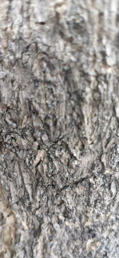 Tree Bark Texture from a Close Distance Stock Photo - Image of insect ...