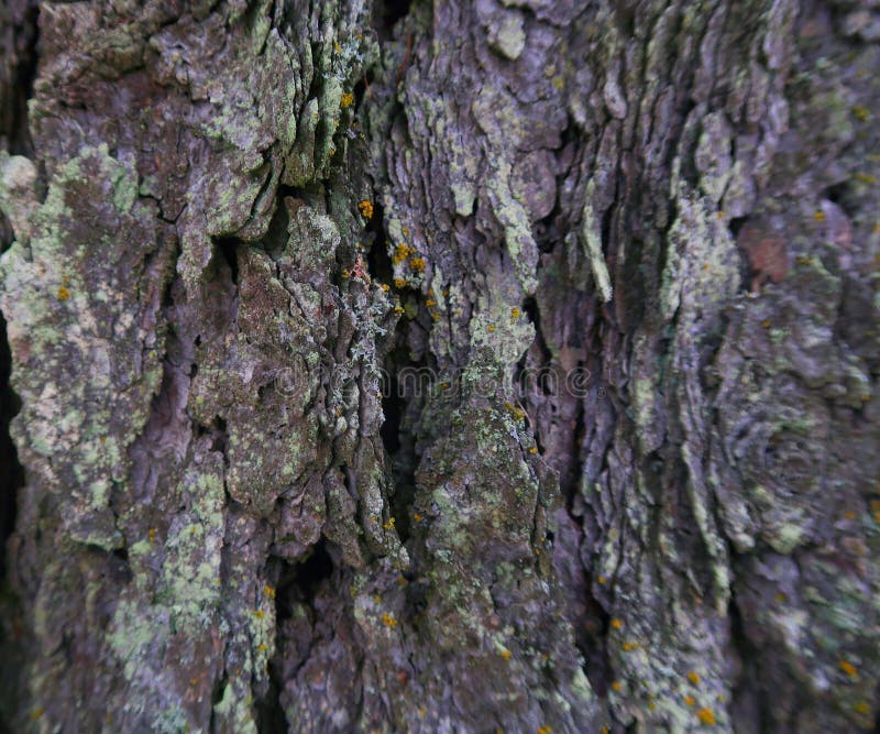 Tree bark texture close up stock image. Image of close - 262524599