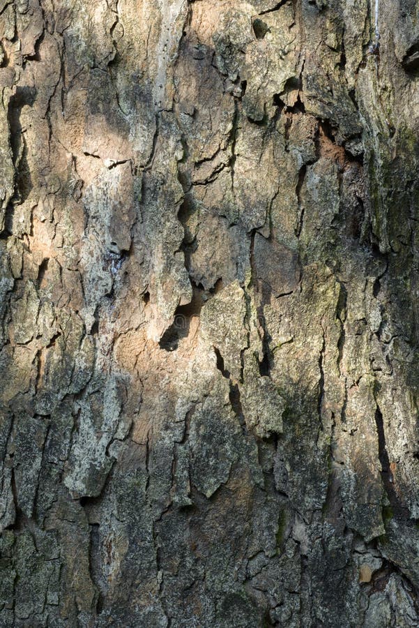 Tree bark texture stock photo. Image of macro, stem, aged - 45456460