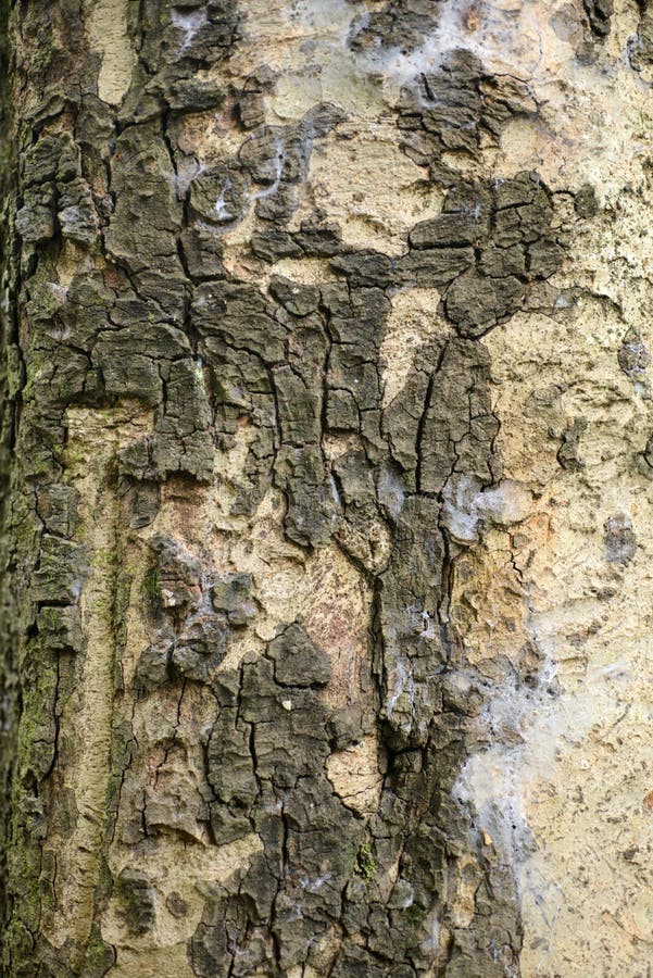 Tree bark texture stock photo. Image of shade, peel, pattern - 46239642