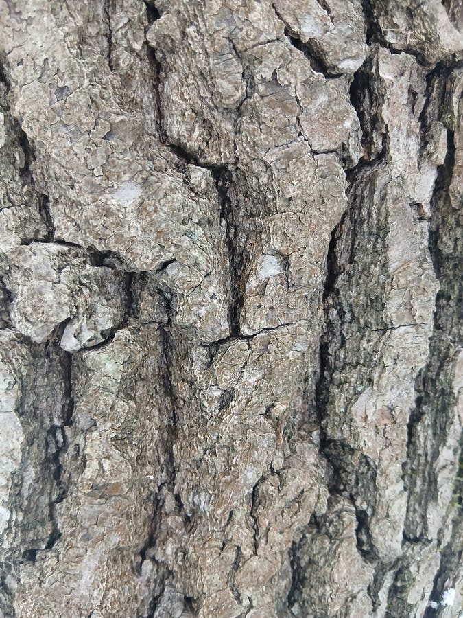 Tree Bark. Texture of Tree Bark. Tree Bark Close-up. Bark Background Stock Image - Image of ...