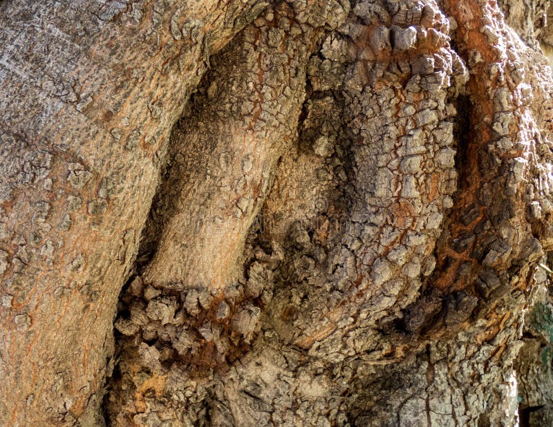 Tree bark texture close up stock image. Image of forest - 145147043