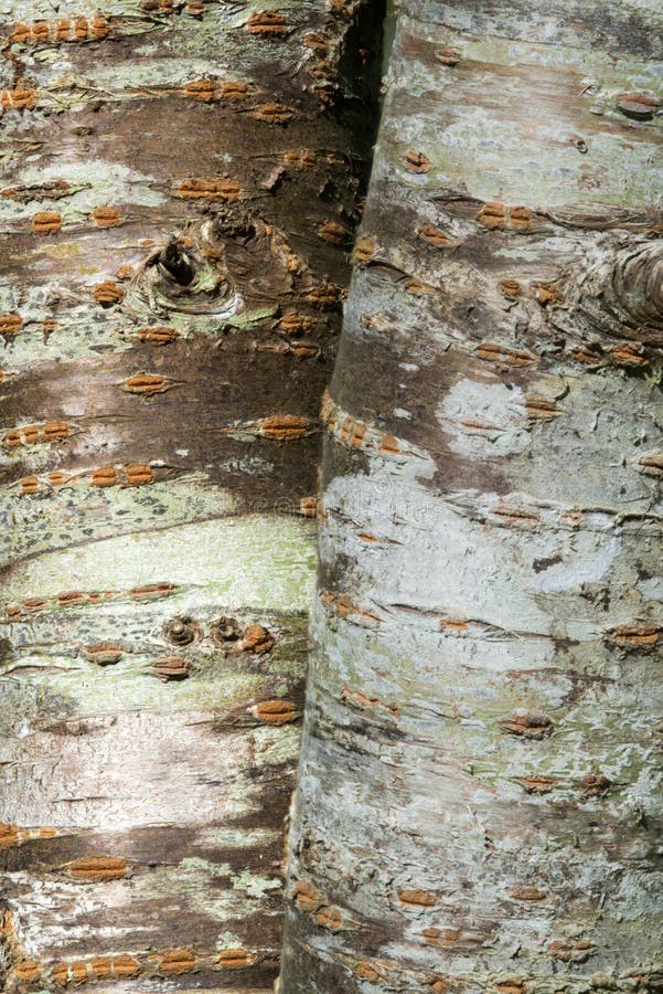 Cherry Tree Bark Texture Stock Photos - Download 648 Royalty Free Photos