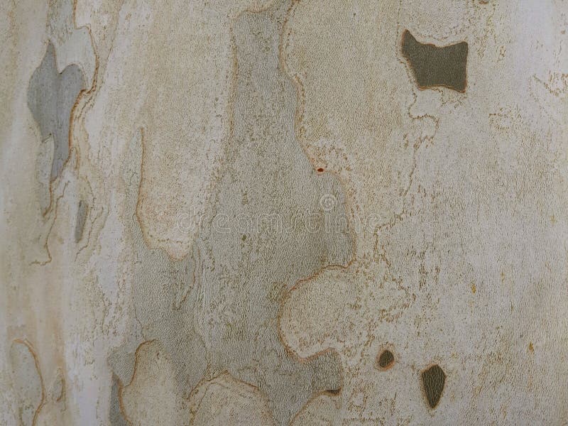 Tree Bark Texture Close Up, Maple Tree Bark Stock Photo - Image of ...
